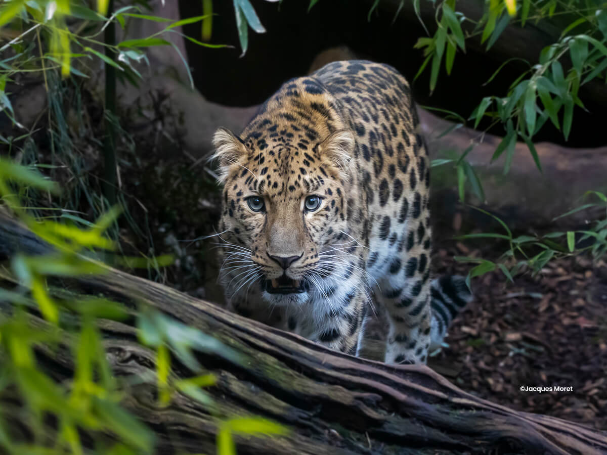 Tiger Taiga - Colchester Zoological Society