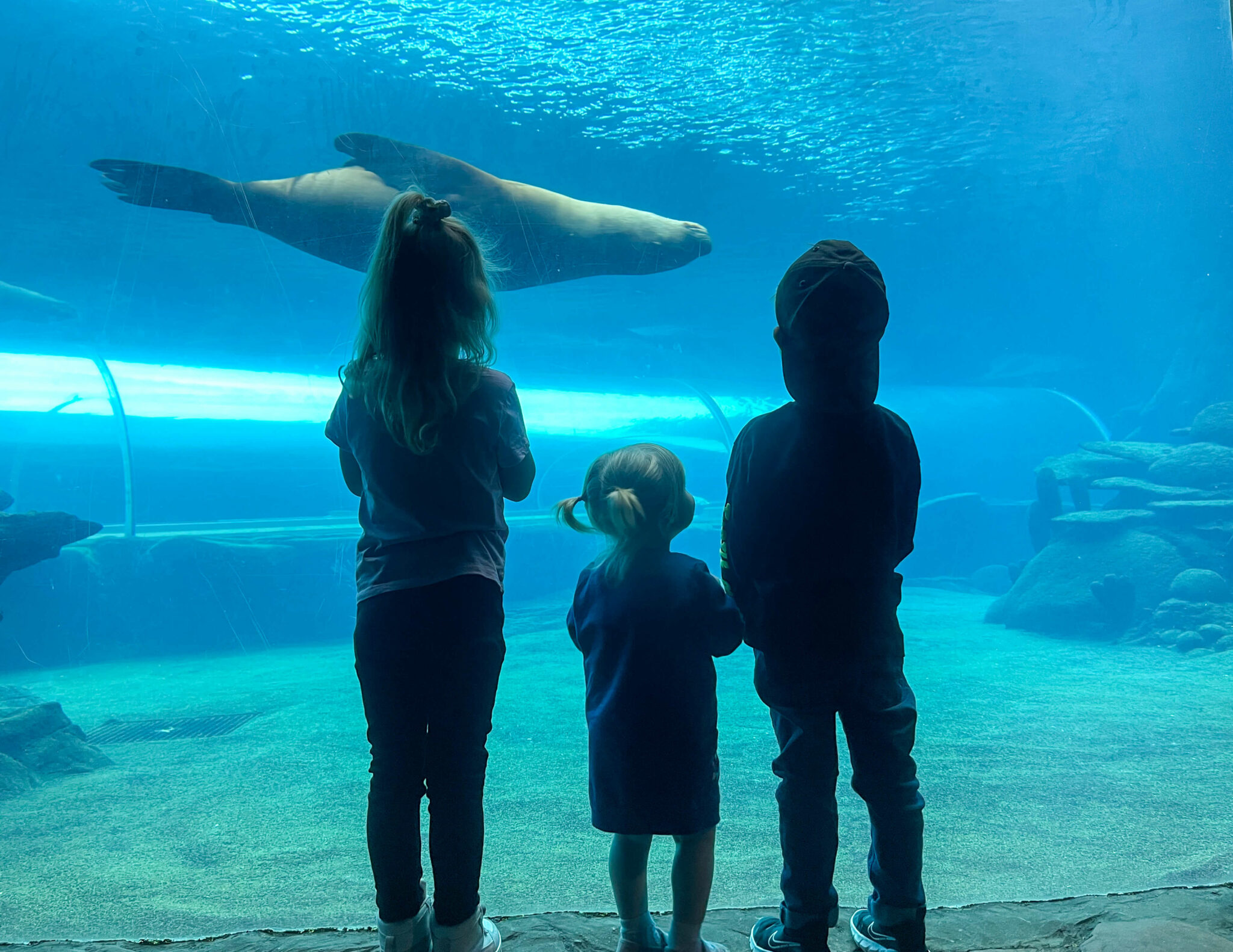 Colchester Zoo rated in the top 5 Zoos and Aquariums in England ...