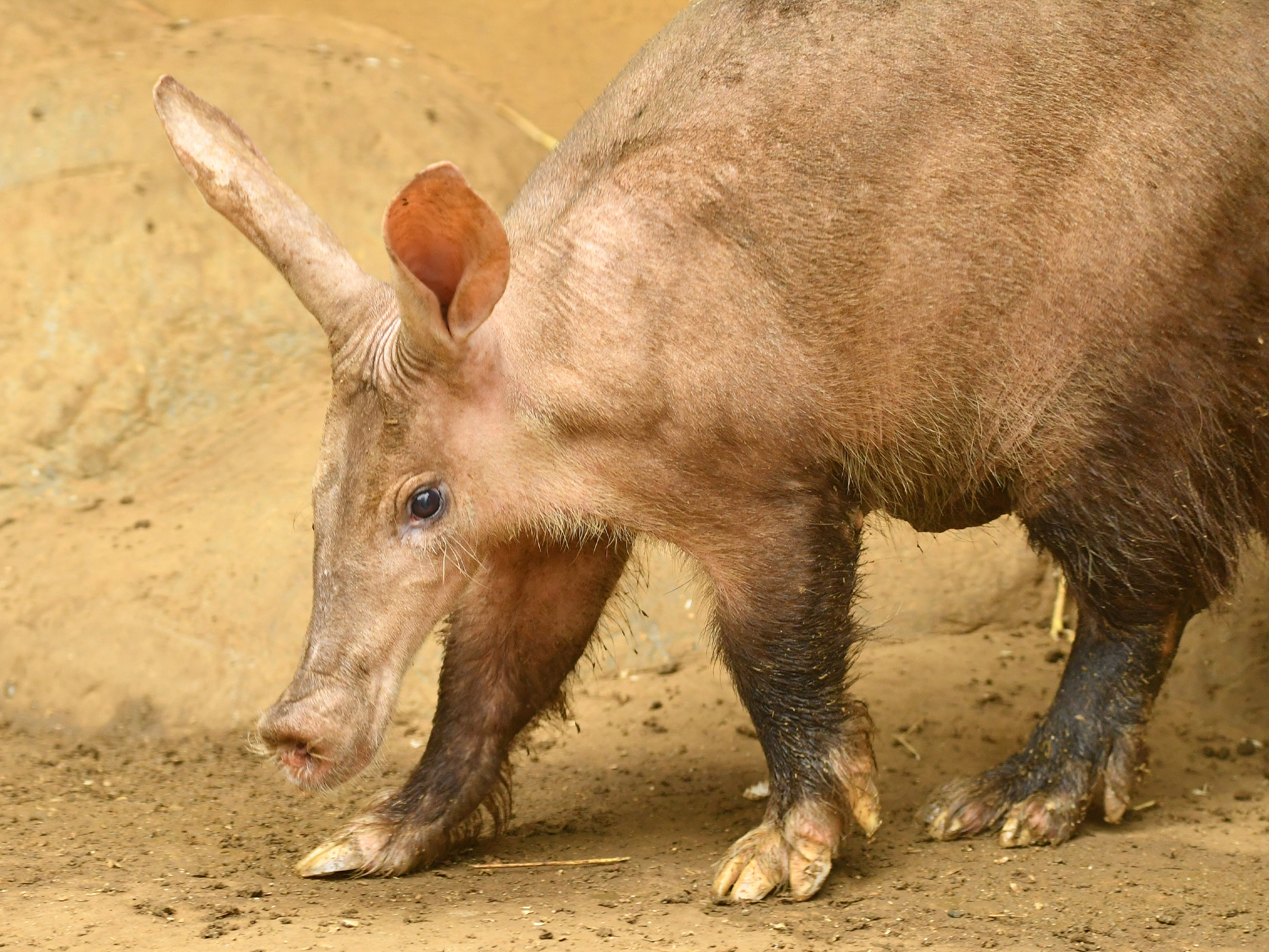 Aardvark Animal The Aardvark And The Termite. | Snapshot Serengeti