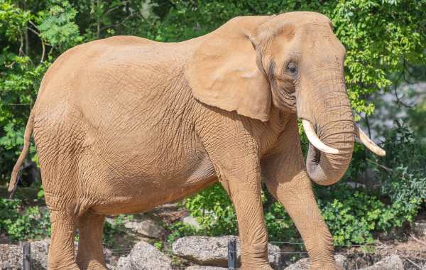 Keeper Shadowing - Colchester Zoological Society