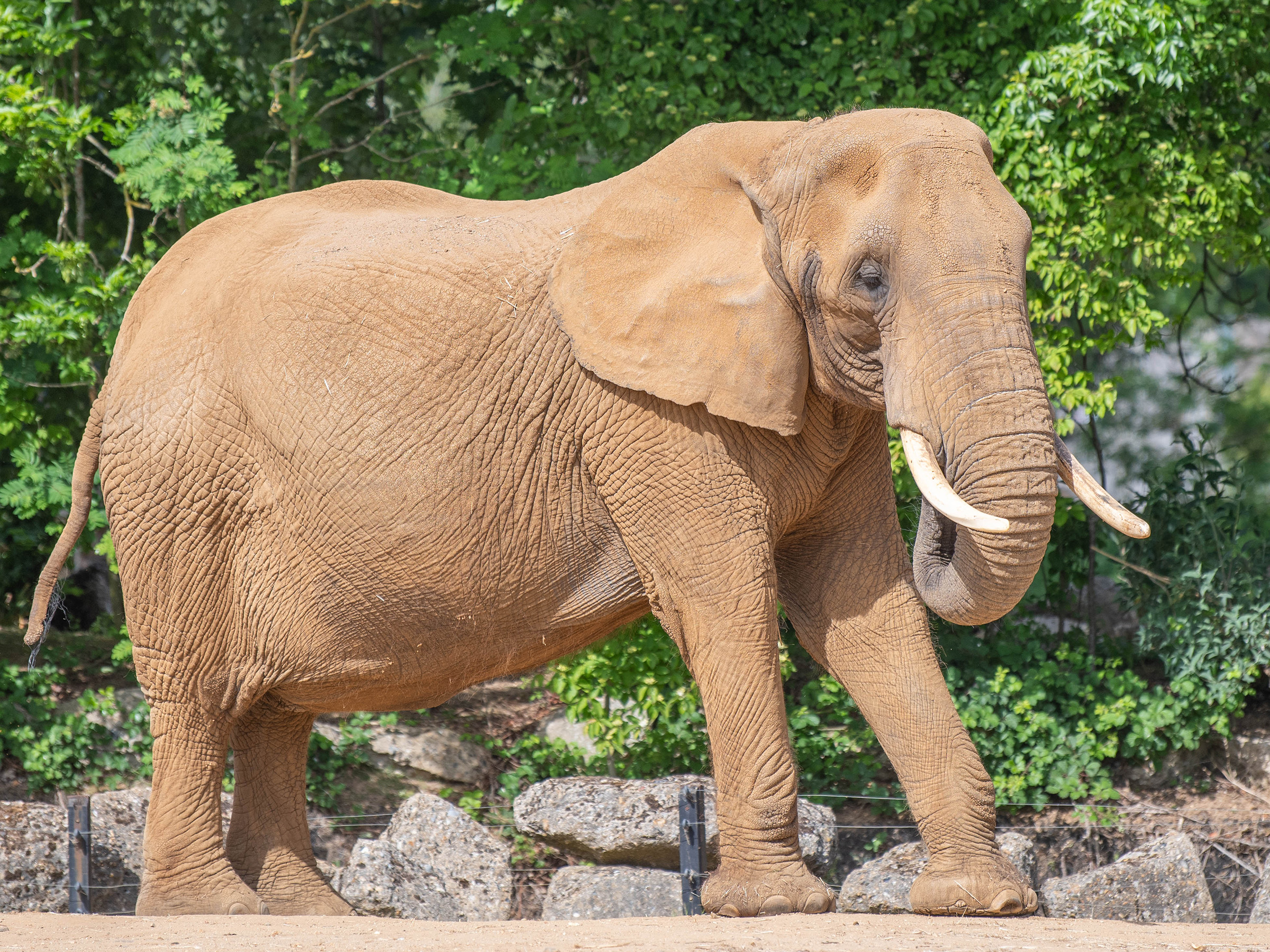 Elephant Kingdom - Colchester Zoological Society