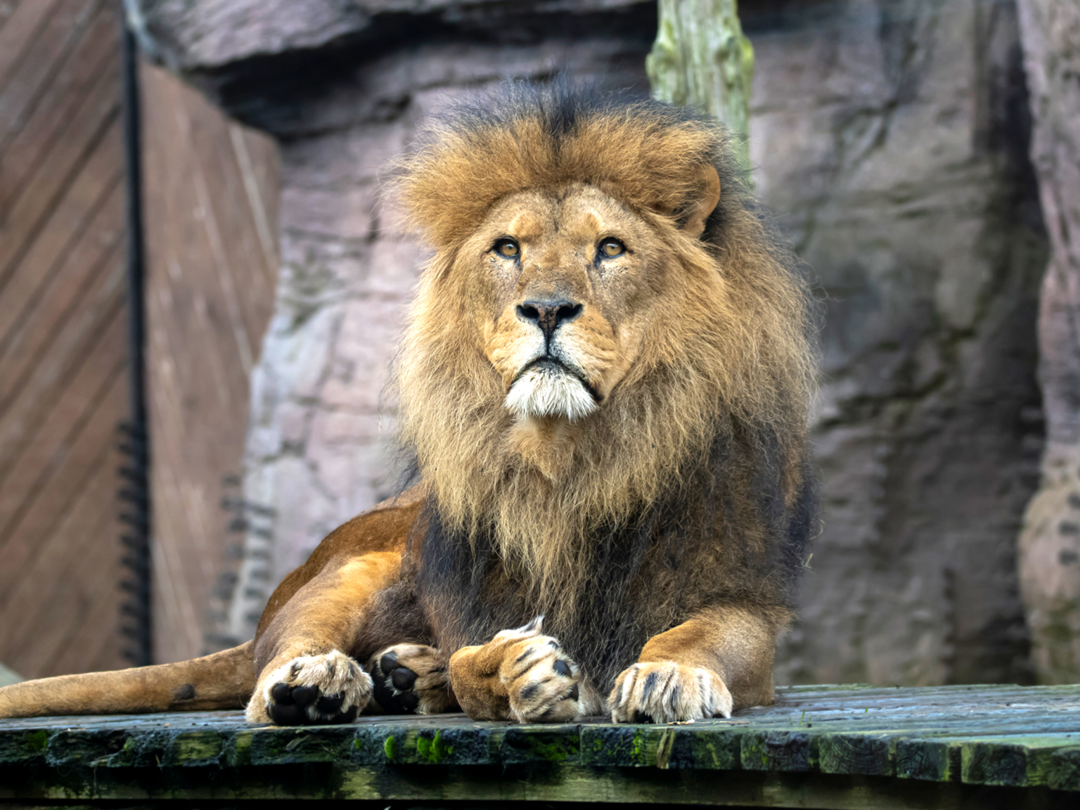 Exciting Pre-Application Plans for New Lion Habitat - Colchester ...