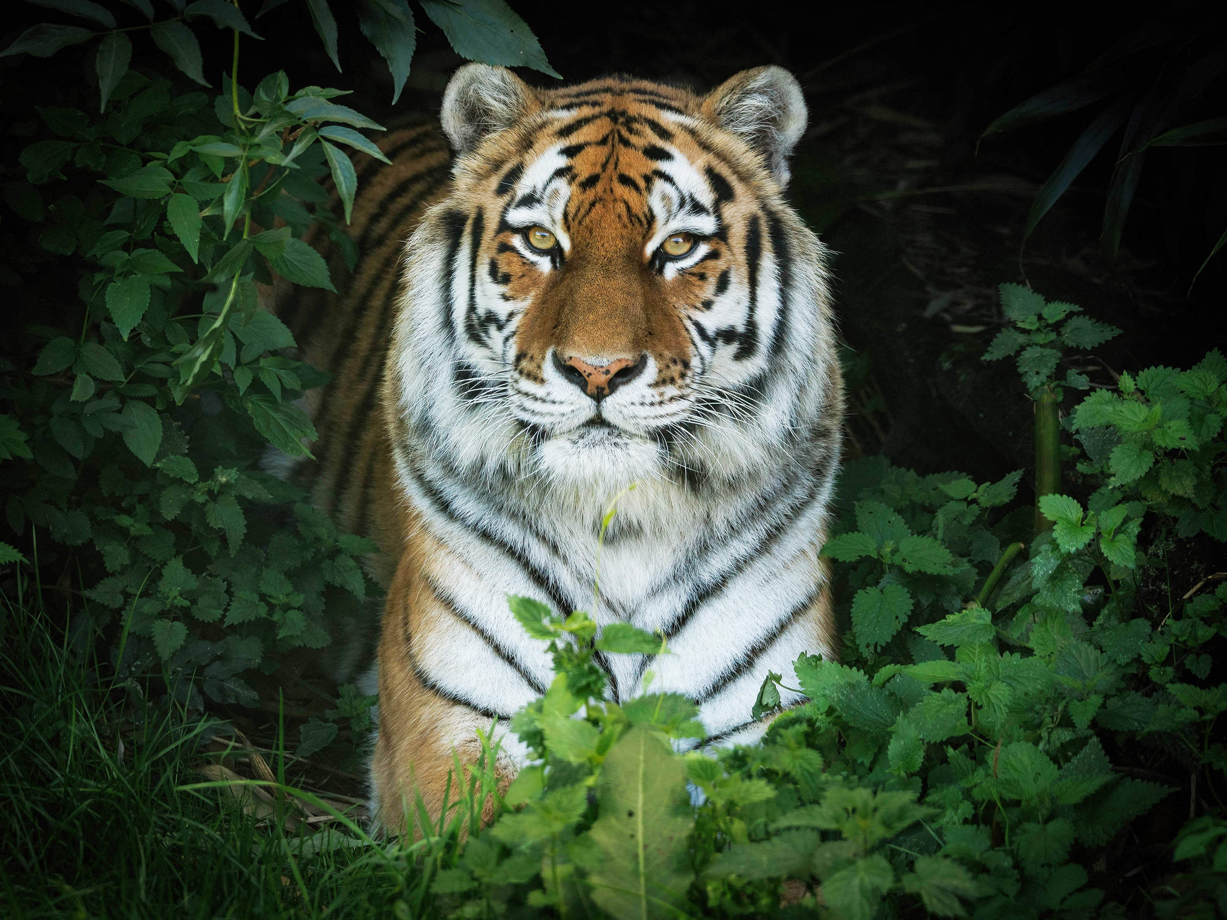 Tiger Taiga - Colchester Zoological Society