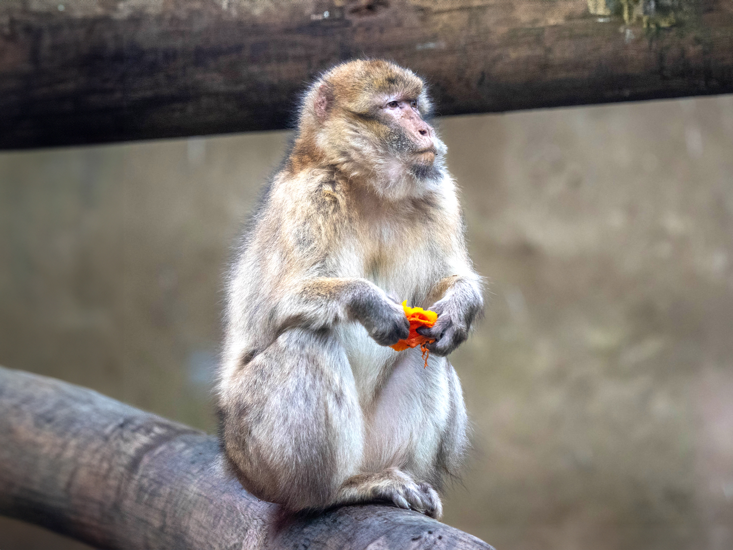 Barbary Macaque