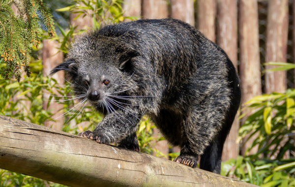 Colchester Zoological Society | A Wild Family Day Out In Essex