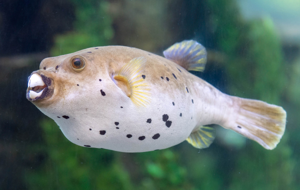 Animals - Colchester Zoological Society