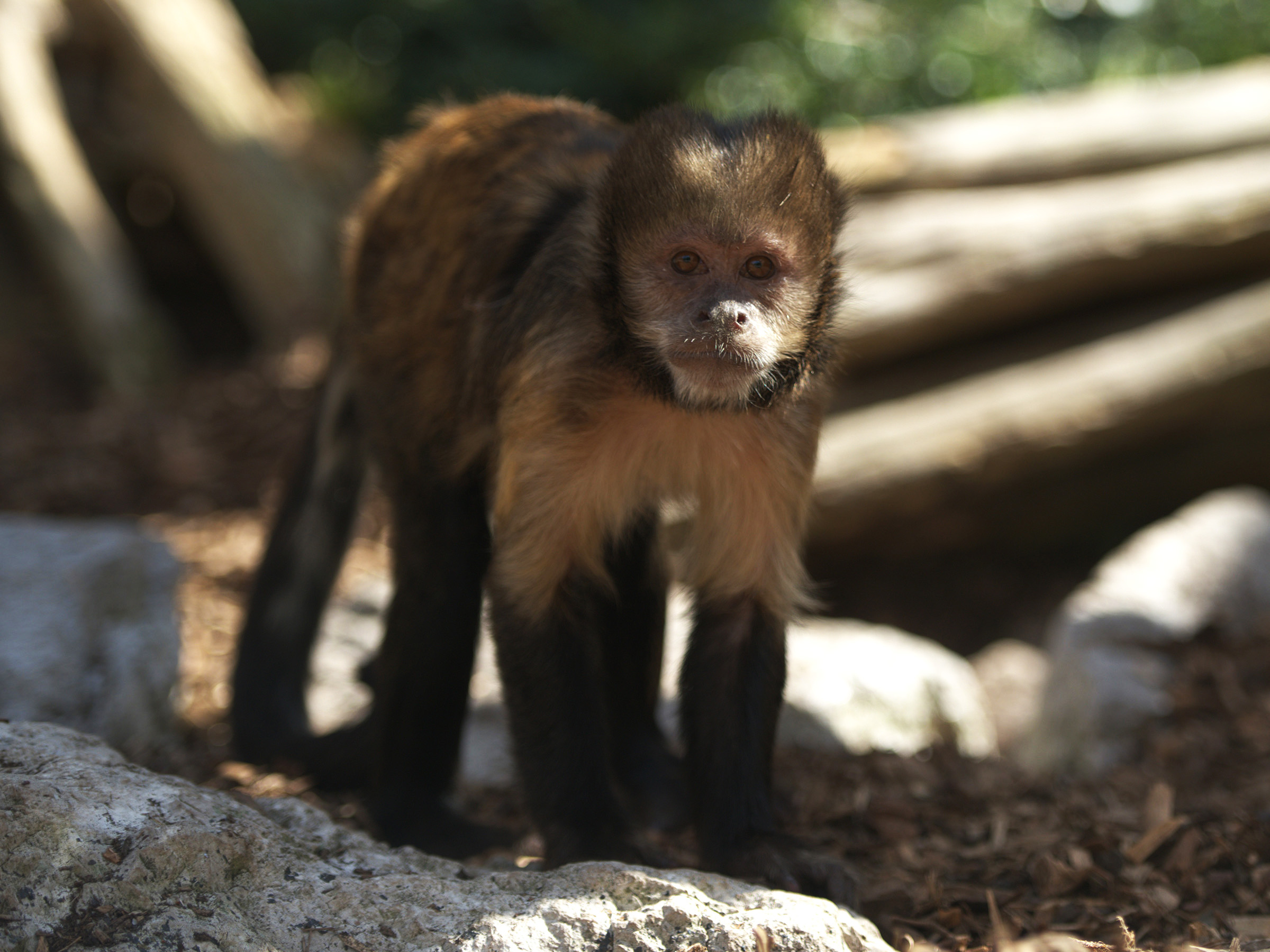 Capuchin Climb - Colchester Zoological Society
