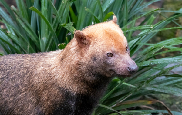 Animals - Colchester Zoological Society