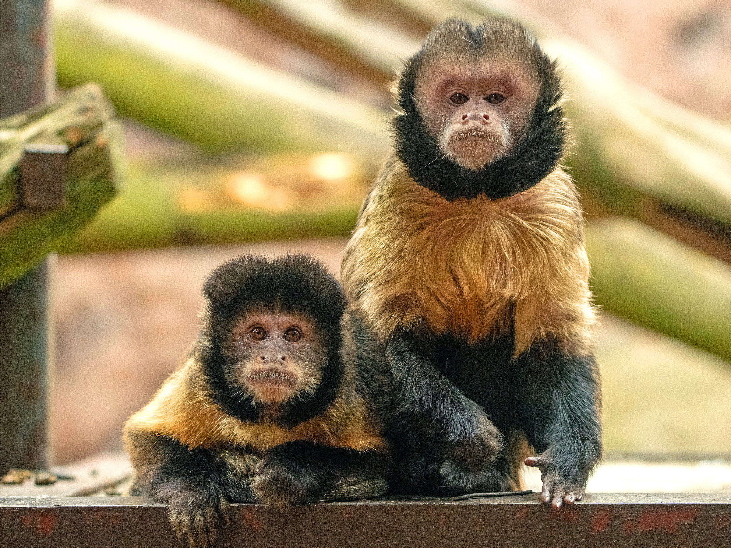 Capuchin Climb - Colchester Zoological Society