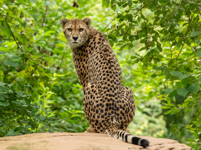 Zoo Pass - Colchester Zoological Society