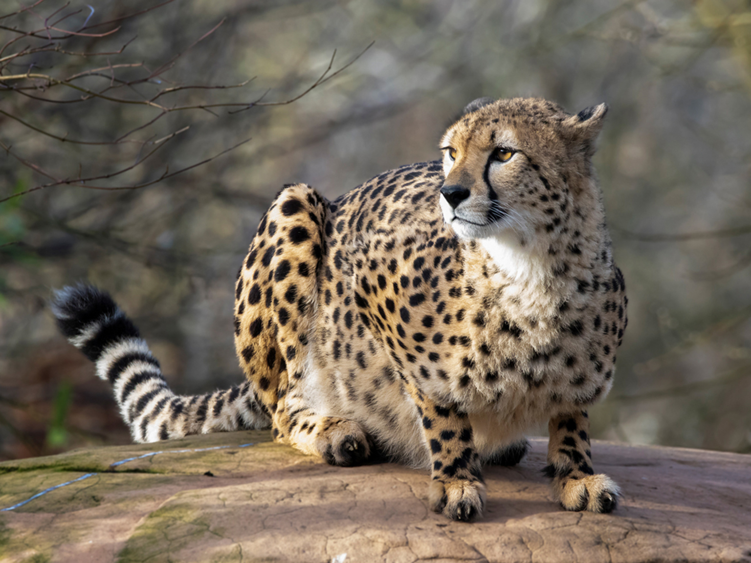 Zoo Pass - Colchester Zoological Society