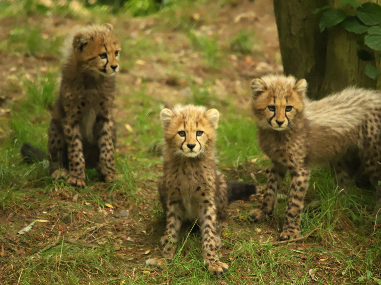 Animals & Habitats - Colchester Zoological Society