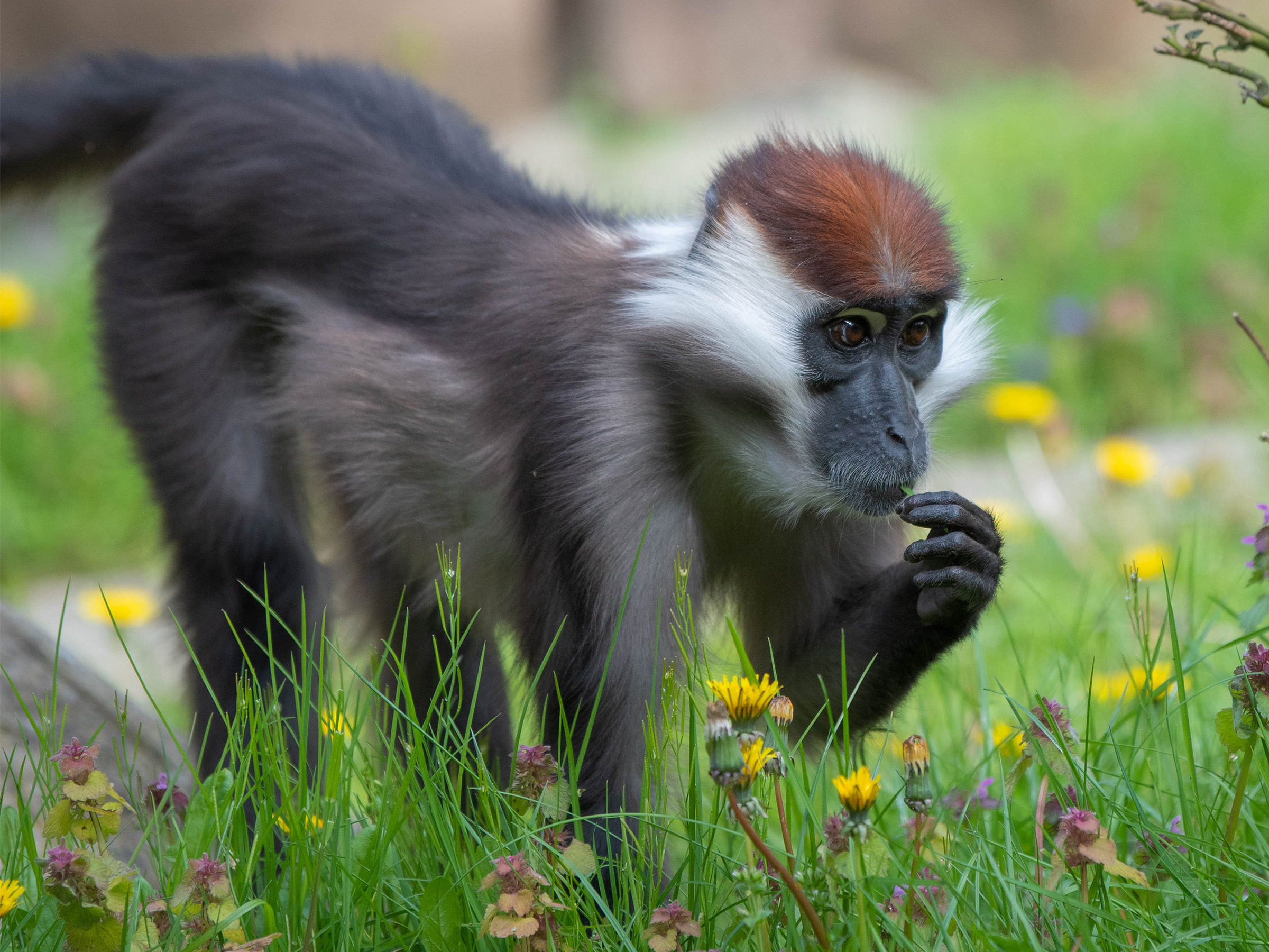 Mangabey Mangrove - Colchester Zoological Society