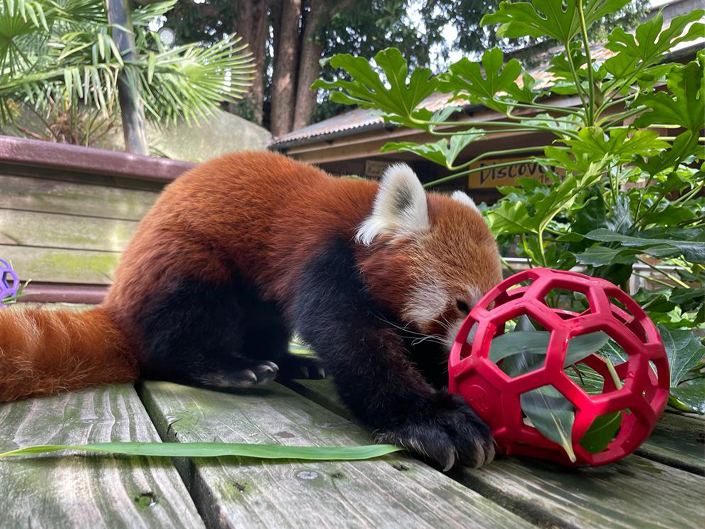 Amazon Enrichment Wishlist - Colchester Zoological Society