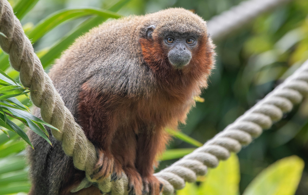 Animals - Colchester Zoological Society