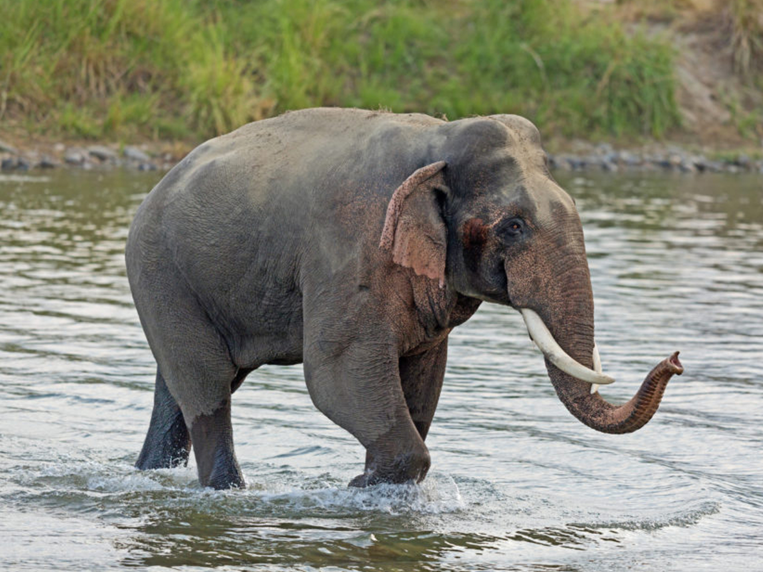 EAZA Elephant TAG EEHV Fund - Colchester Zoological Society