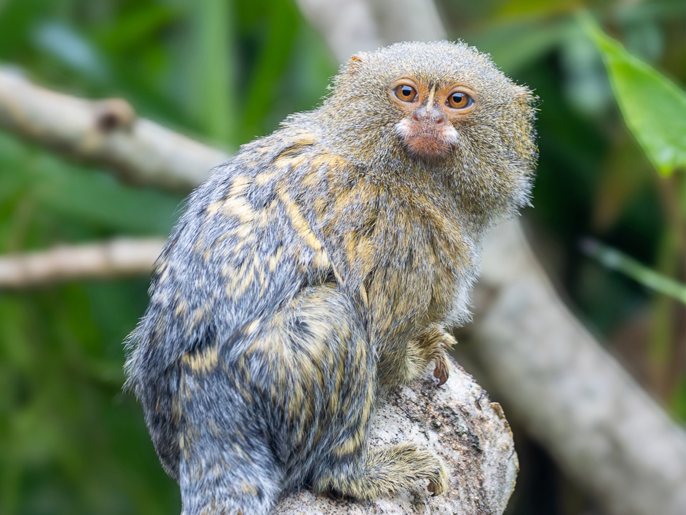 Canopy of South America - Colchester Zoological Society