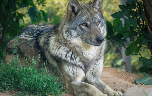 Animals - Colchester Zoological Society