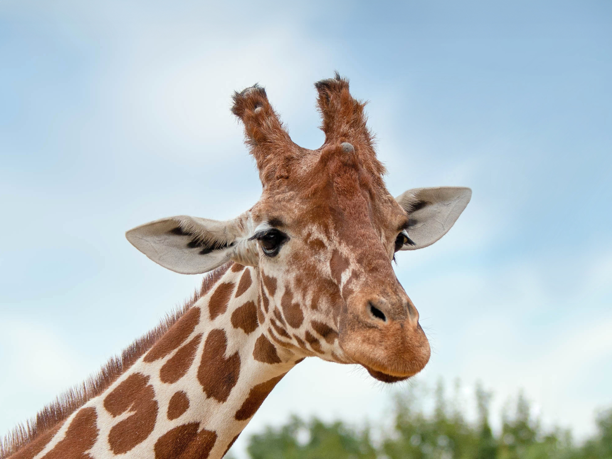 Group Giraffe Feed - Colchester Zoological Society