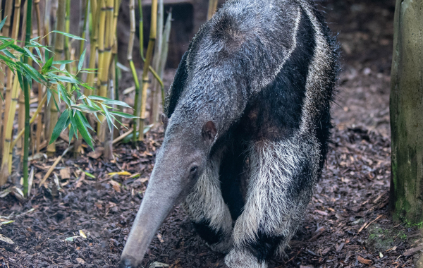 River's Edge - Colchester Zoological Society