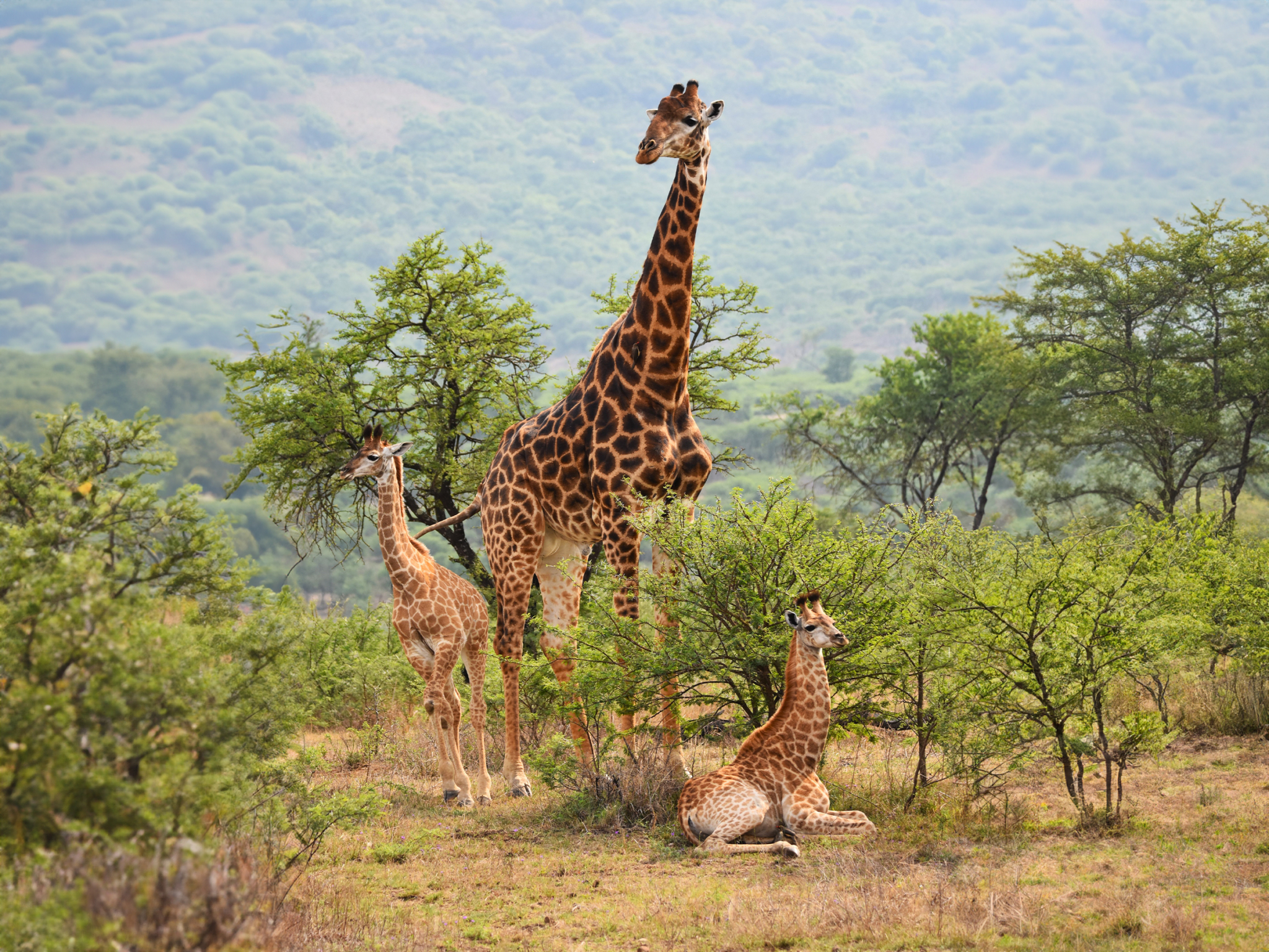 UmPhafa Nature Reserve - Colchester Zoological Society