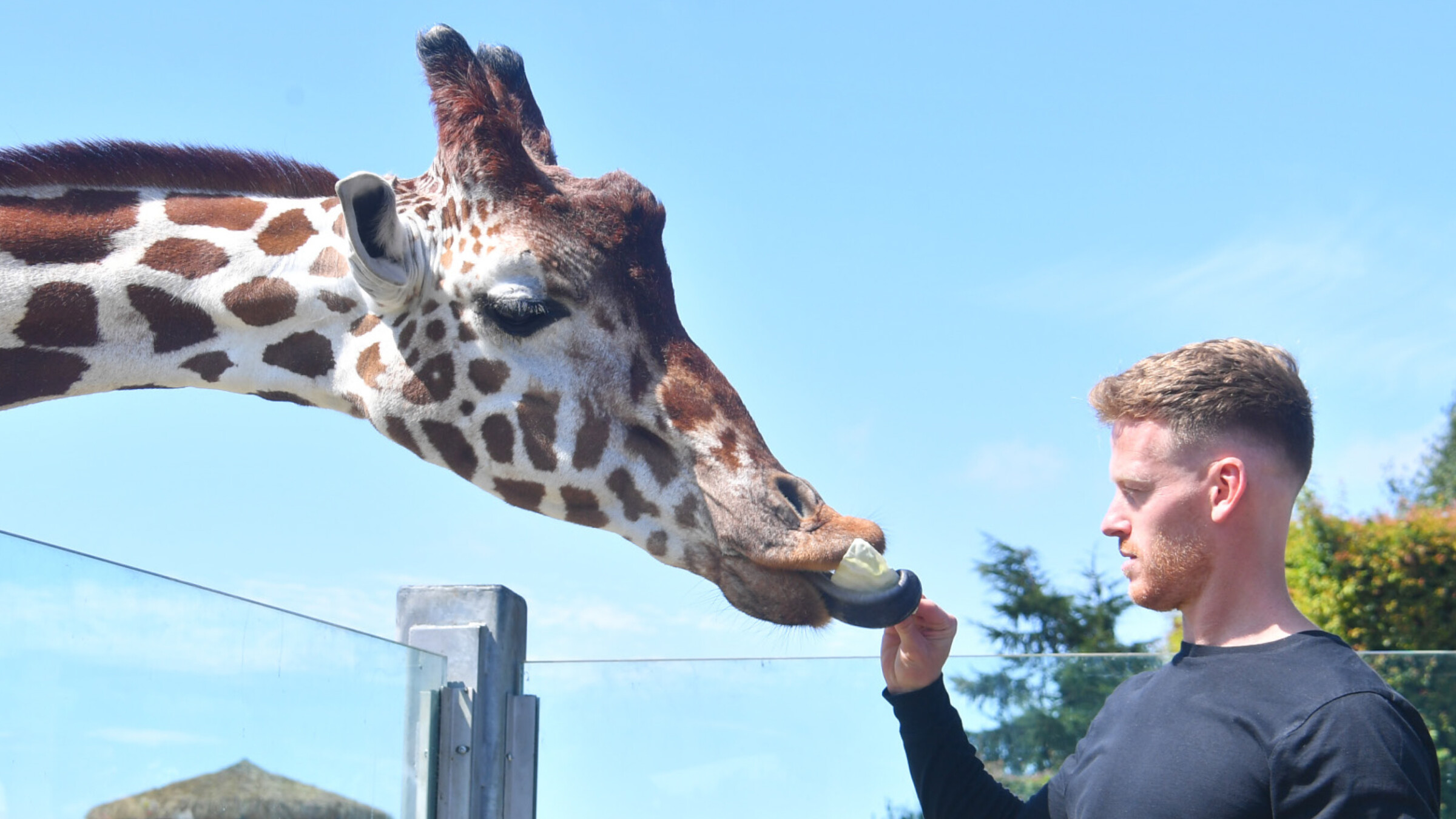 Group Giraffe Feed - Colchester Zoological Society
