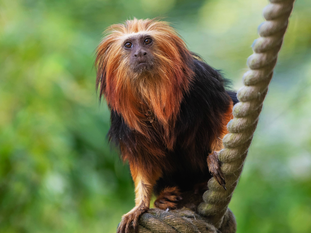 Enrichment - Colchester Zoological Society