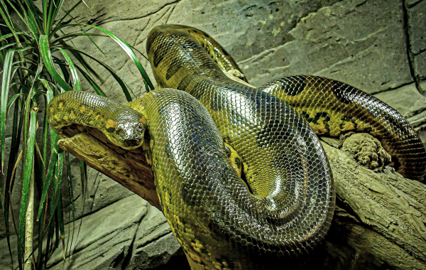 River's Edge - Colchester Zoological Society