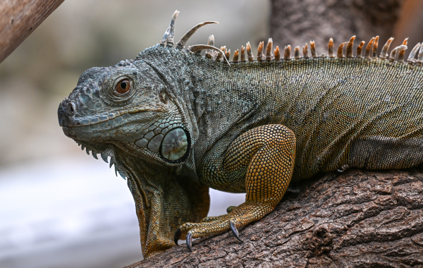 Iguana Forest - Colchester Zoological Society