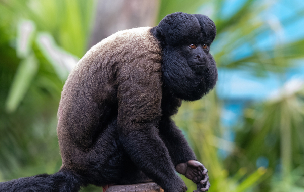 Animals - Colchester Zoological Society
