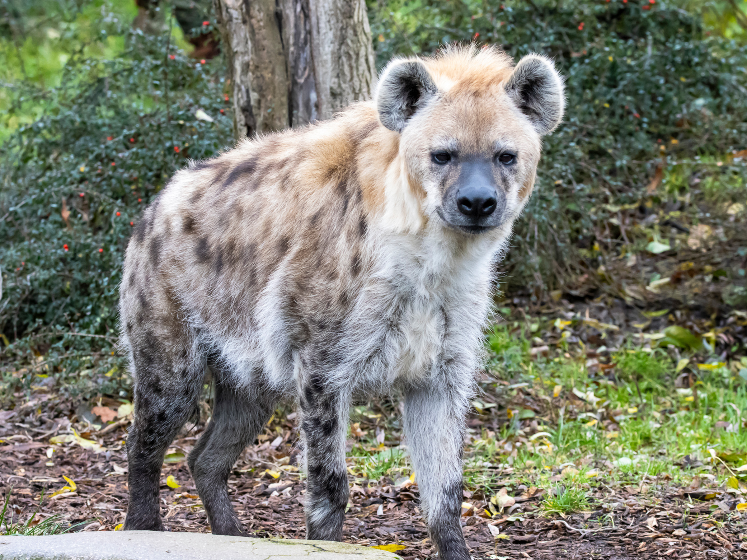 Animals With Spotted Fur