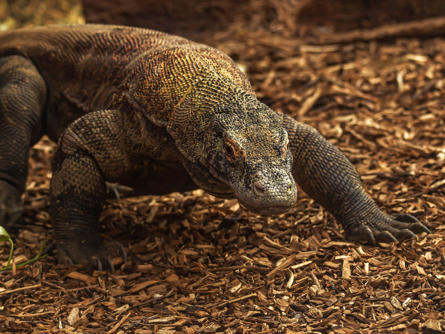 Habitat Design - Colchester Zoological Society