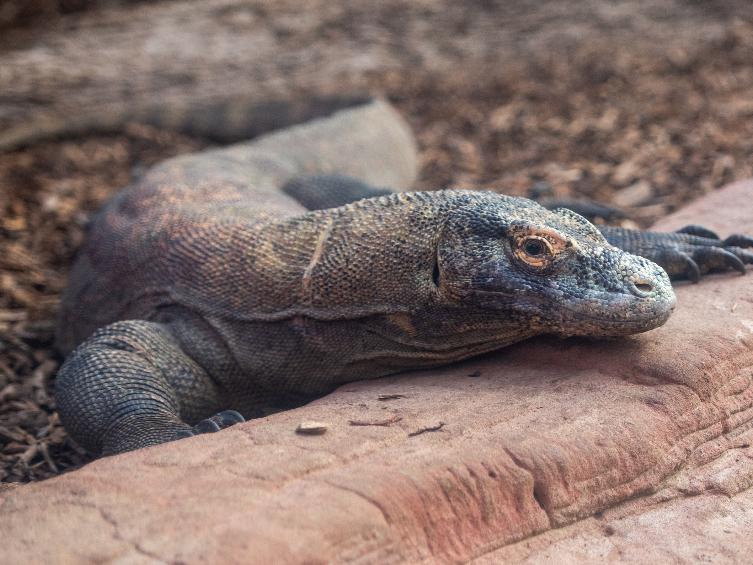 Komodo Dragon Animal Facts And Photos All Wildlife 20 Fascinating