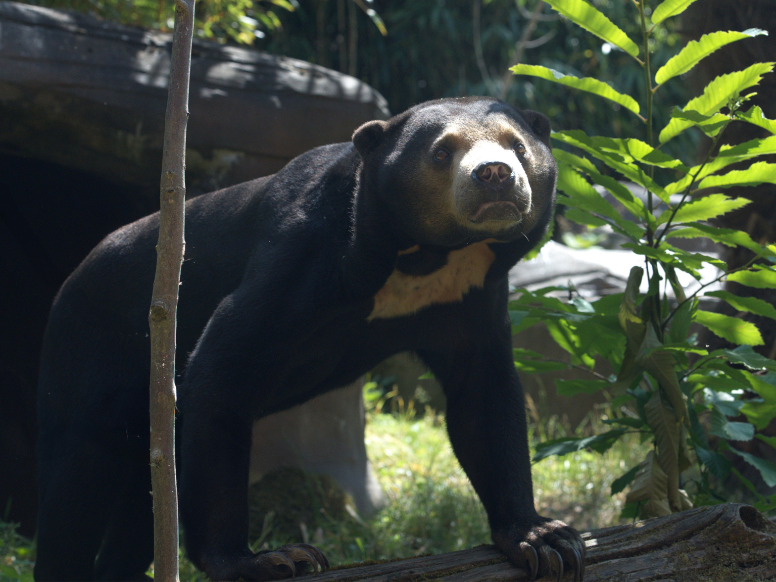 Conservation Programmes - Colchester Zoological Society