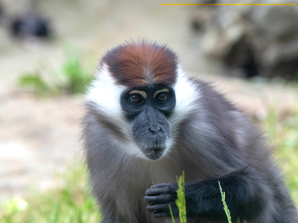 Mangabey Mangrove - Colchester Zoological Society