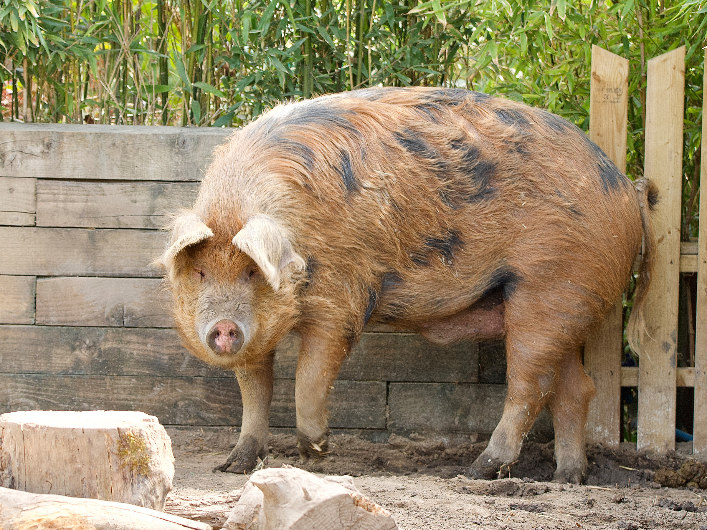 Pig Patch - Colchester Zoological Society