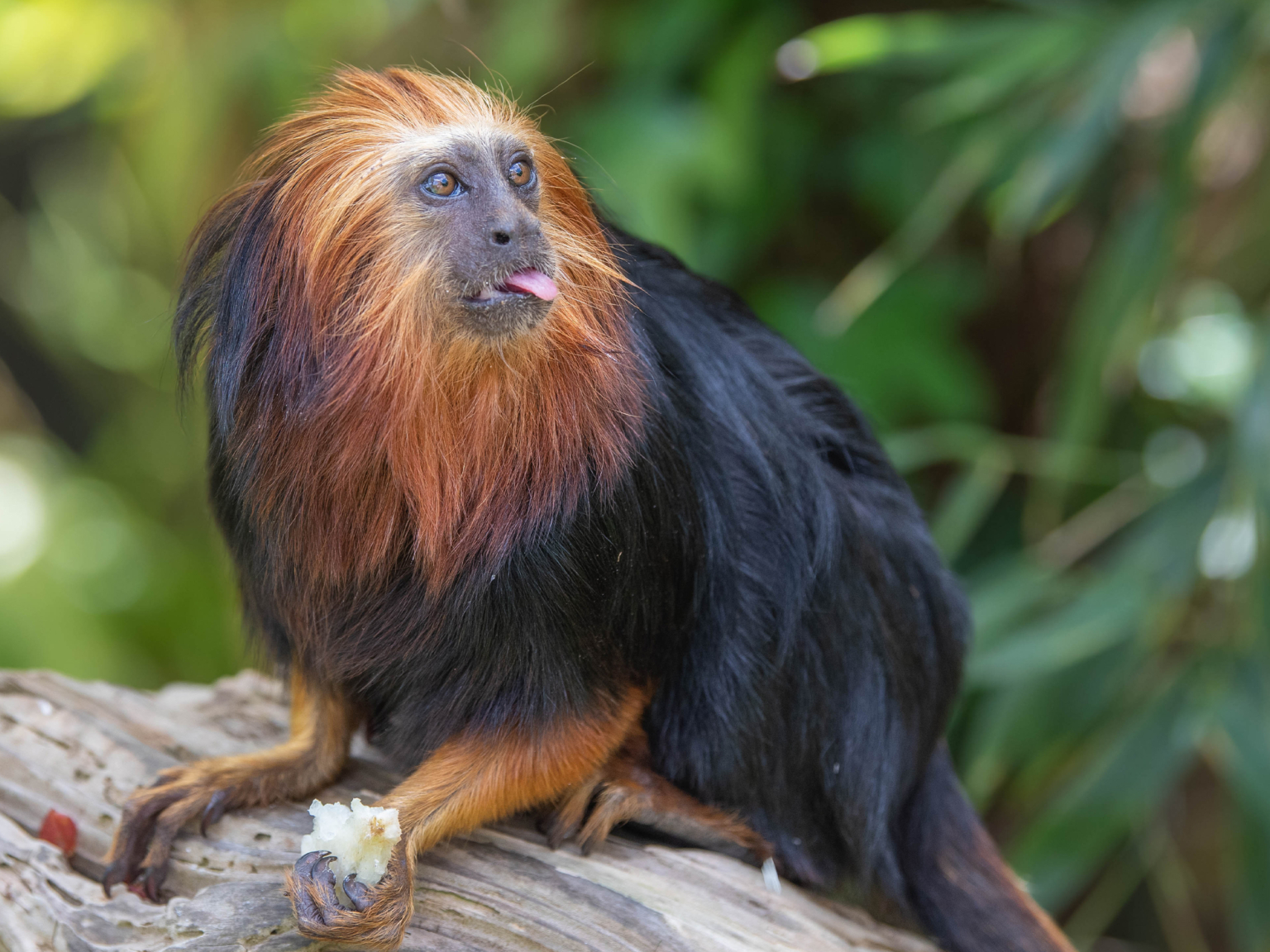 Enrichment - Colchester Zoological Society