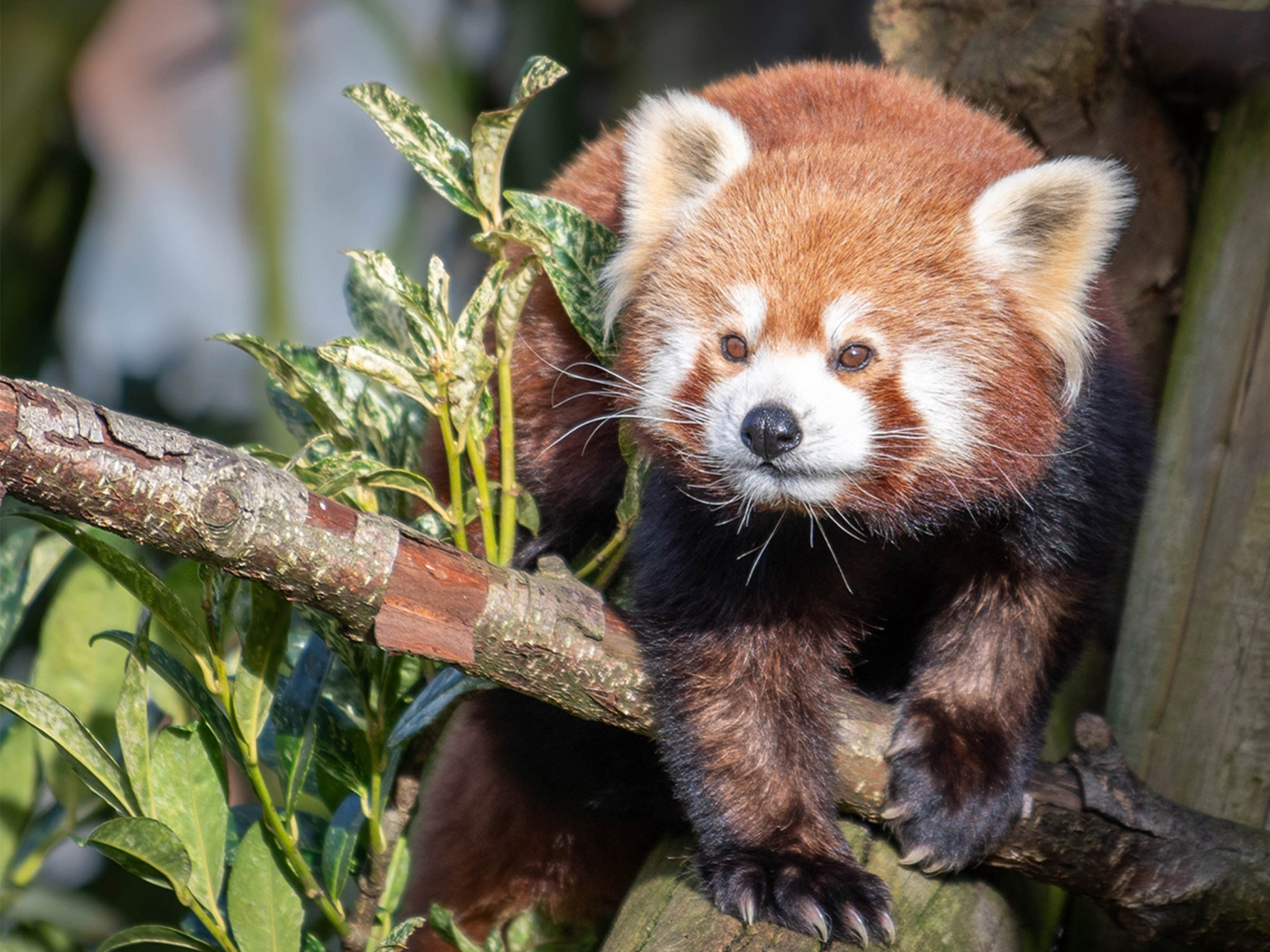 On The Day Tickets - Colchester Zoological Society