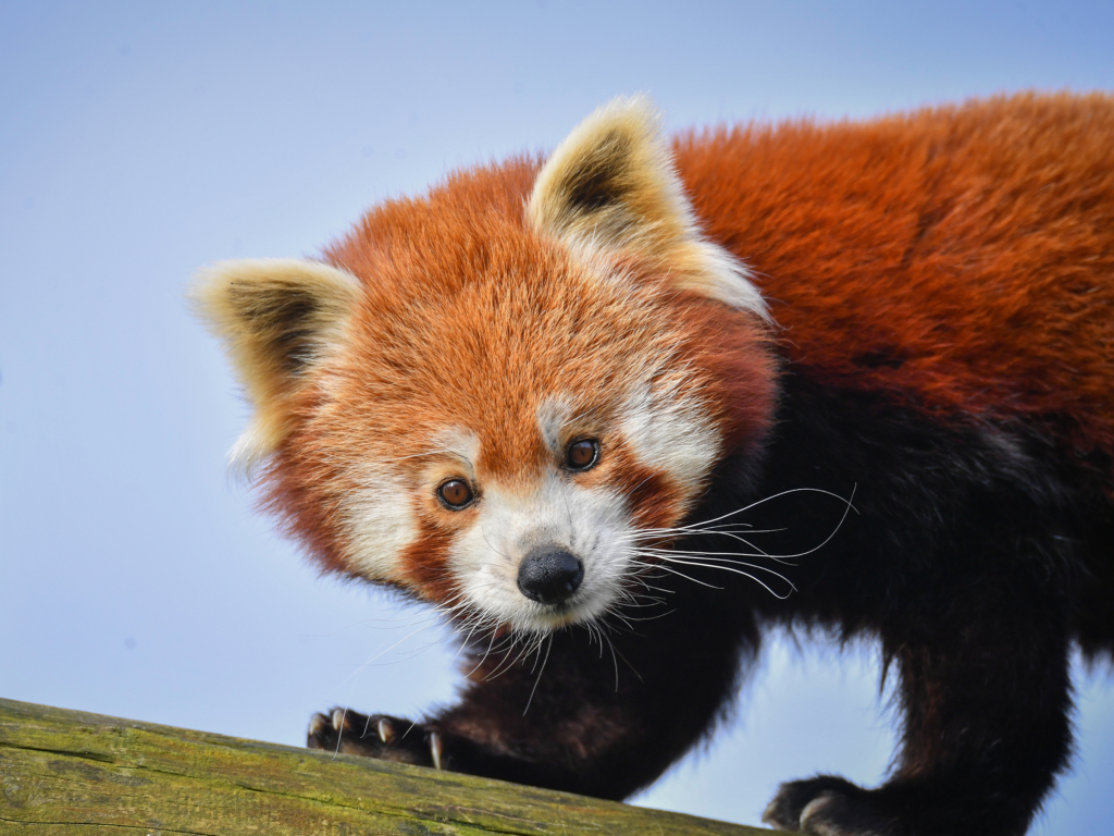 River's Edge - Colchester Zoological Society