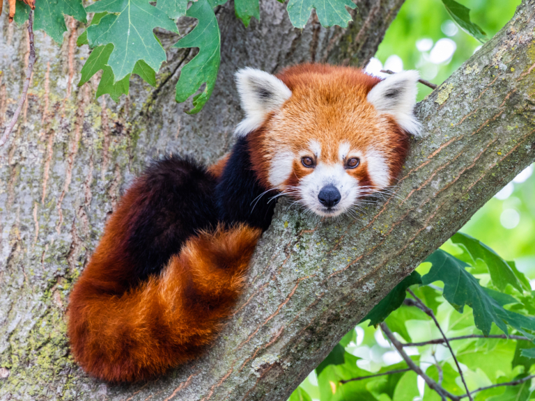 The Red Panda Network - Colchester Zoological Society