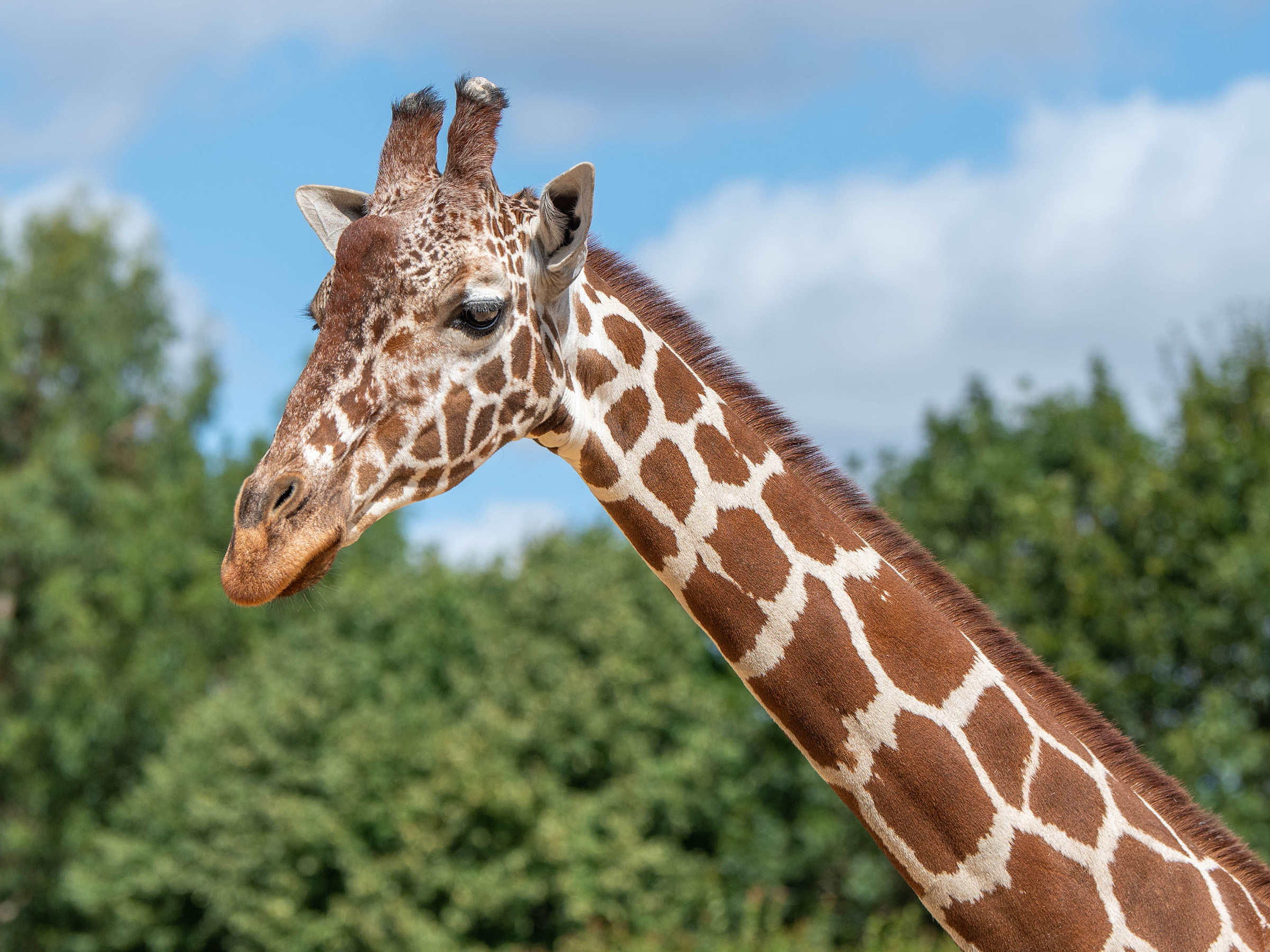 Qualified Animal Keeper - Giraffe and Rhino Section - Colchester ...