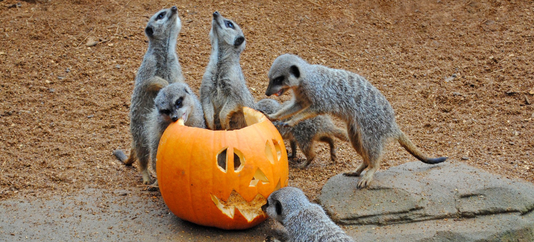 Membership Benefits - Colchester Zoological Society