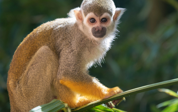 Colchester Zoological Society | A Wild Family Day Out In Essex