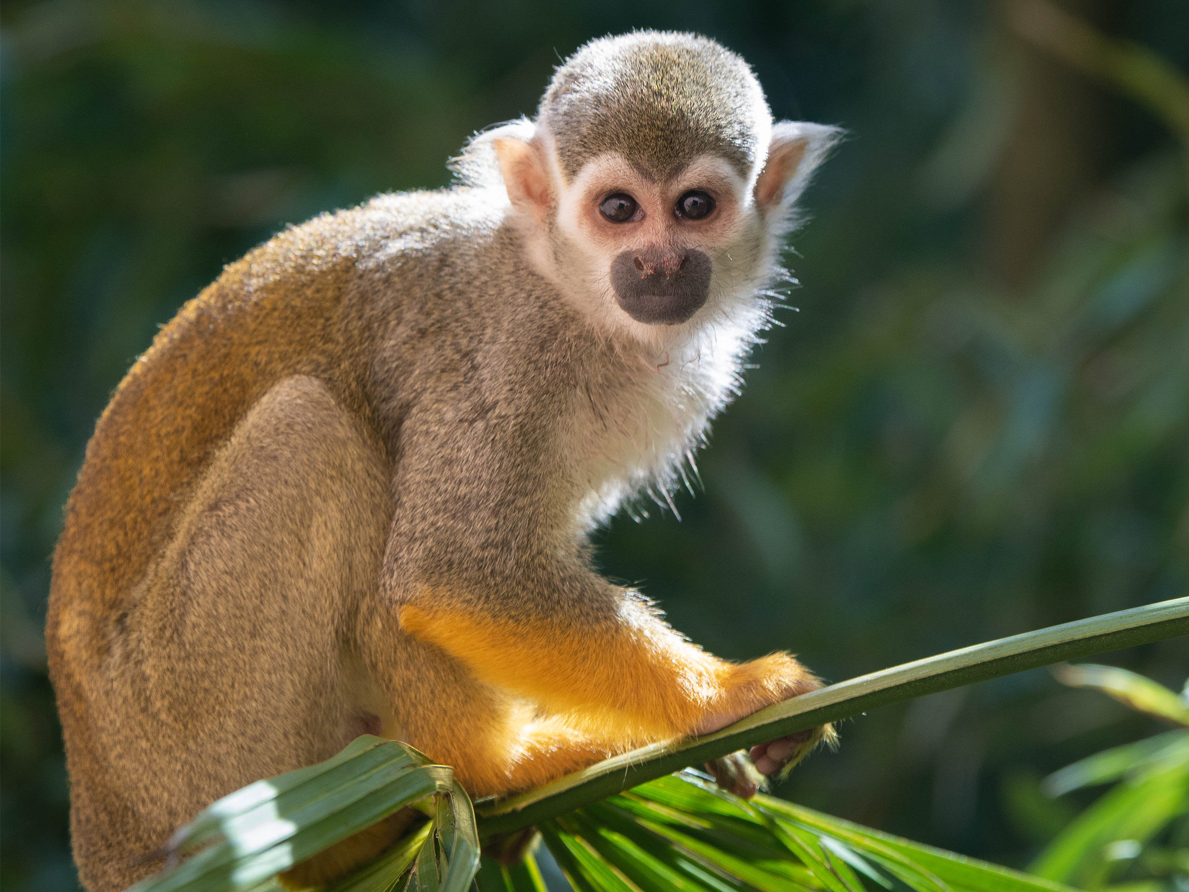 Heart of the Amazon - Colchester Zoological Society