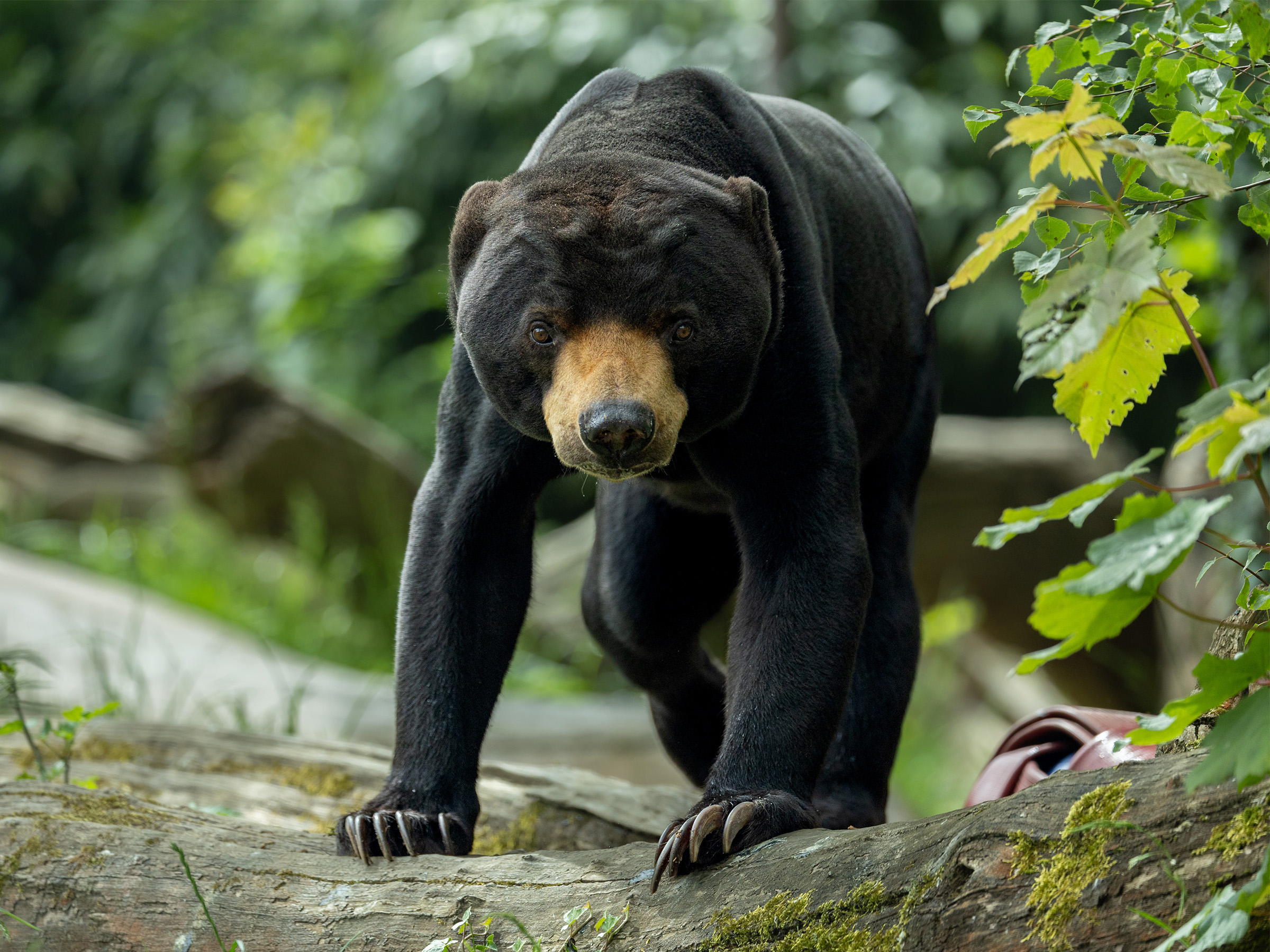 Bears of the Rising Sun - Colchester Zoological Society