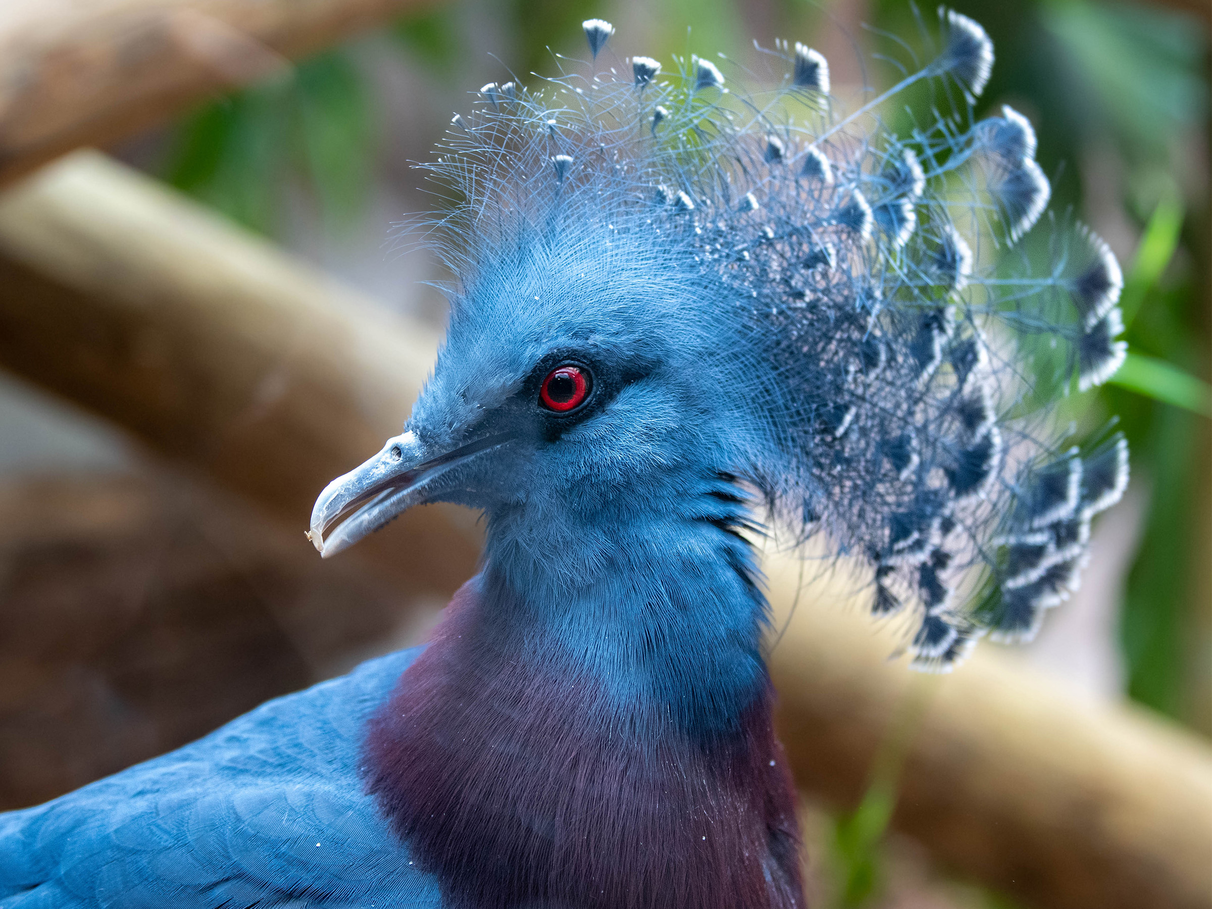 Feathers of the Forest - Colchester Zoological Society