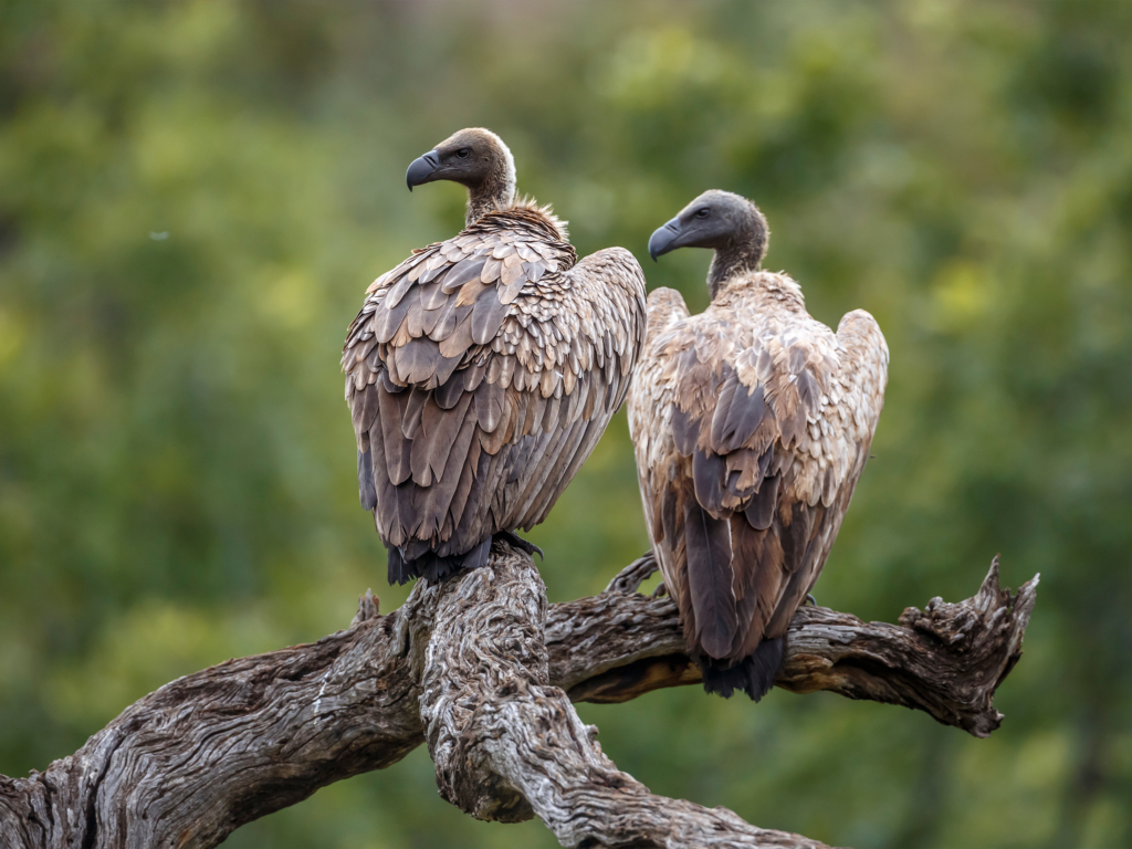Vulpro - Colchester Zoological Society