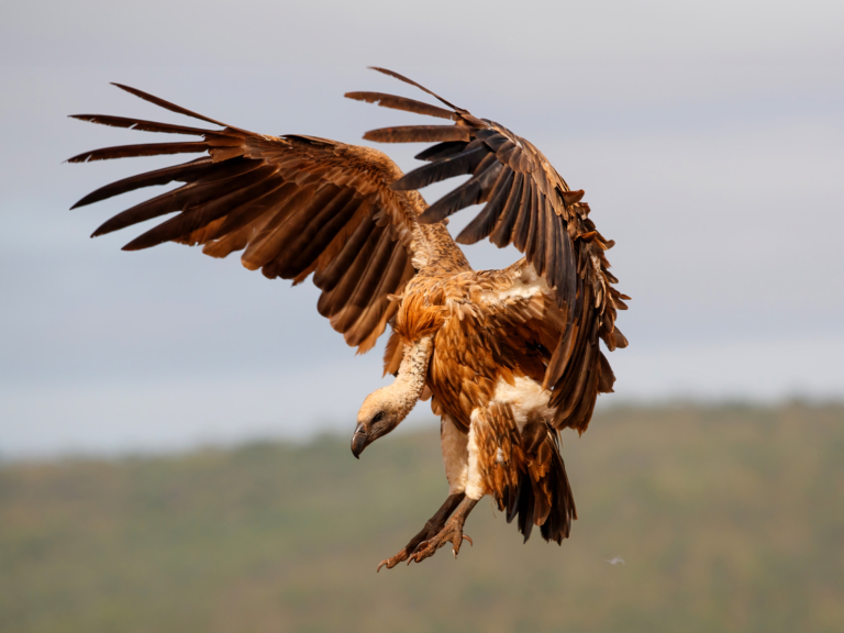 Vulpro - Colchester Zoological Society