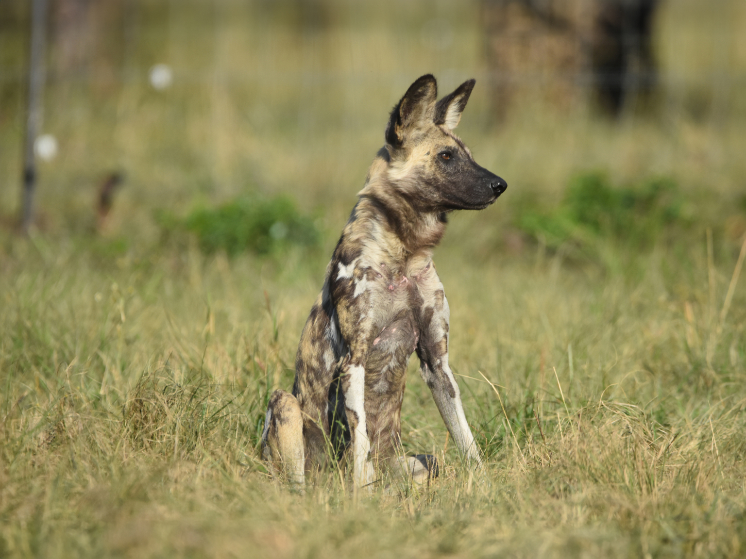 Animals & Habitats - Colchester Zoological Society