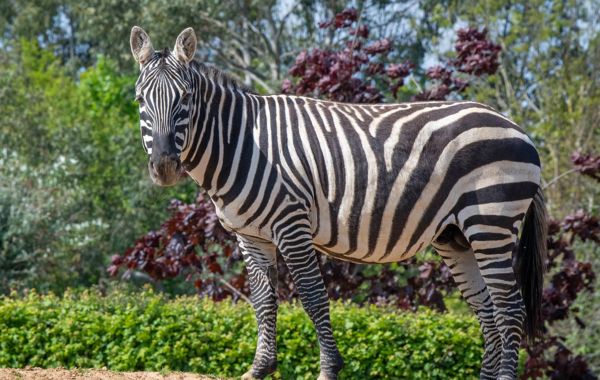 Zoo Pass - Colchester Zoological Society
